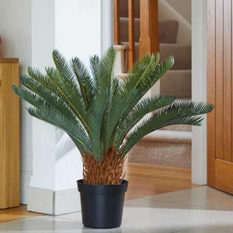 Sago Palm Plant 68 cm