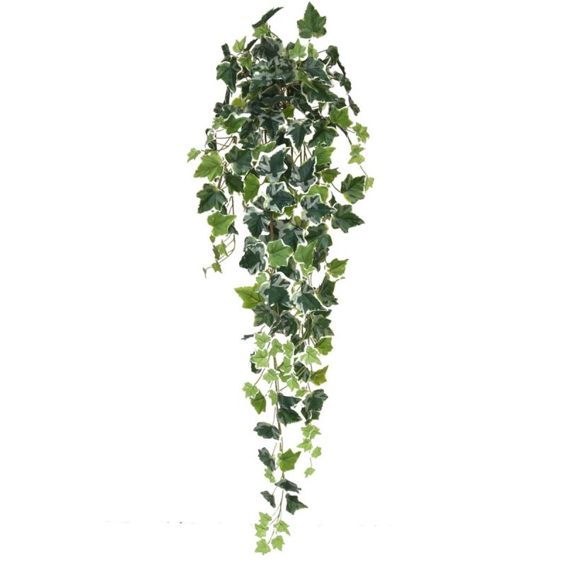 I & T English Ivy Bush Variegated 100cm