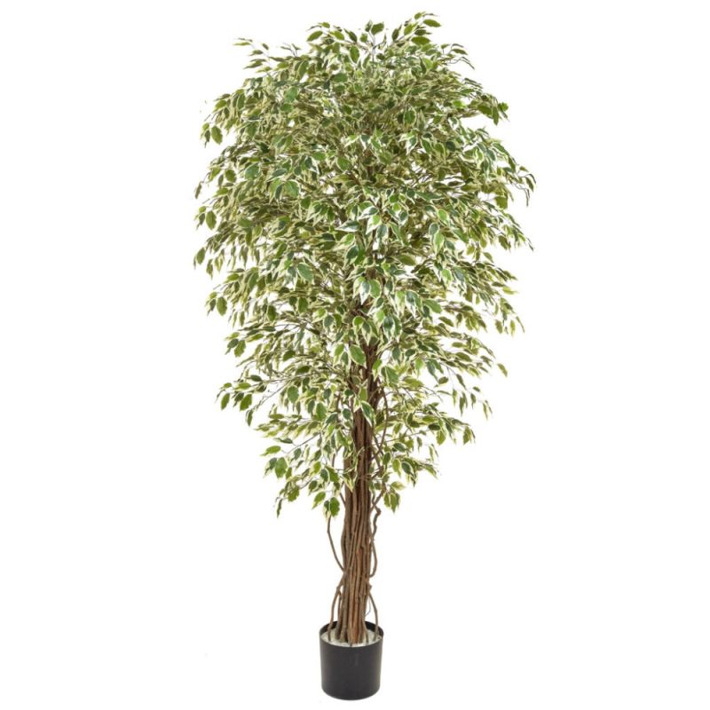 180cm Ficus Liana - Variegated (Natural Tree Trunk)