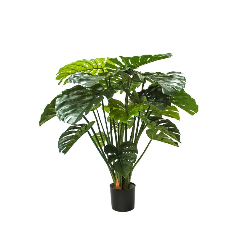 4ft (120cm) Monstera in Pot