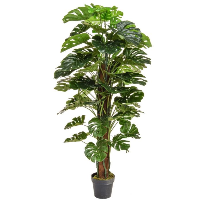 5ft (150cm) Monstera