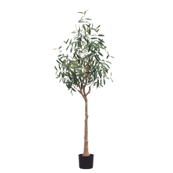 6ft (180cm) Olive Tree