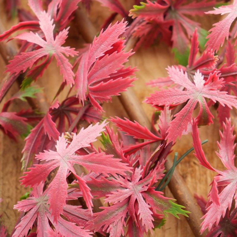 100cm x 200cm Outdoor Living Red Acer Trellis